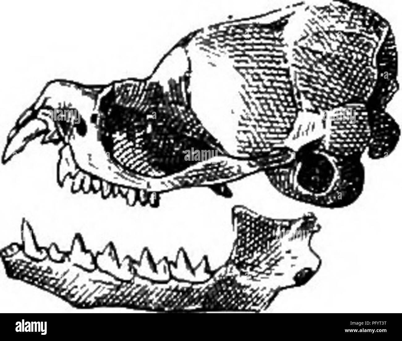 Supraorbital ridge hi-res stock photography and images - Alamy
