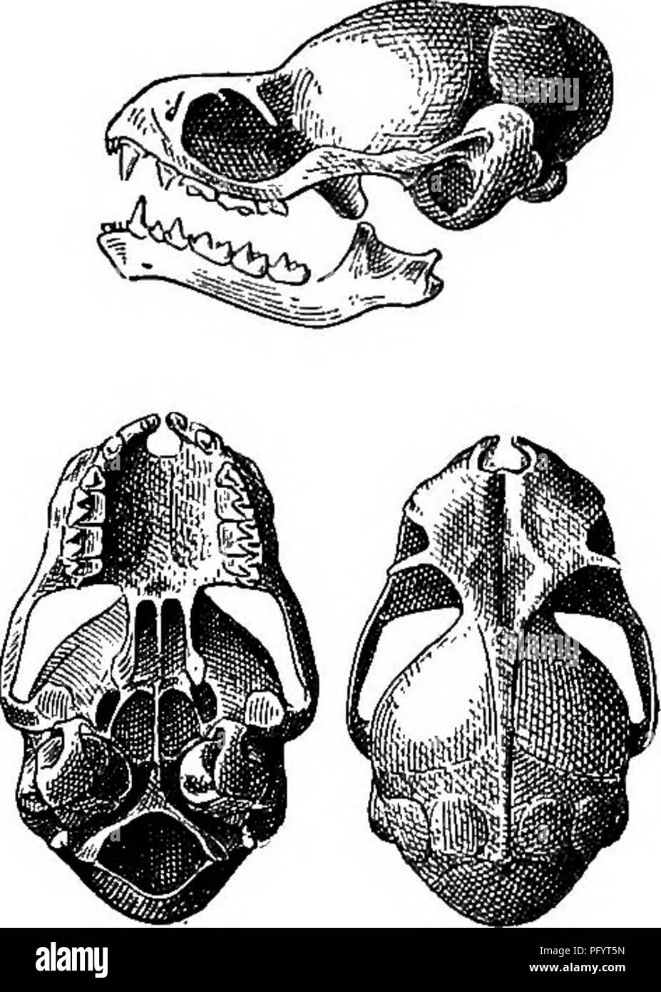 This illustration describes the anatomy and classification of bats ...