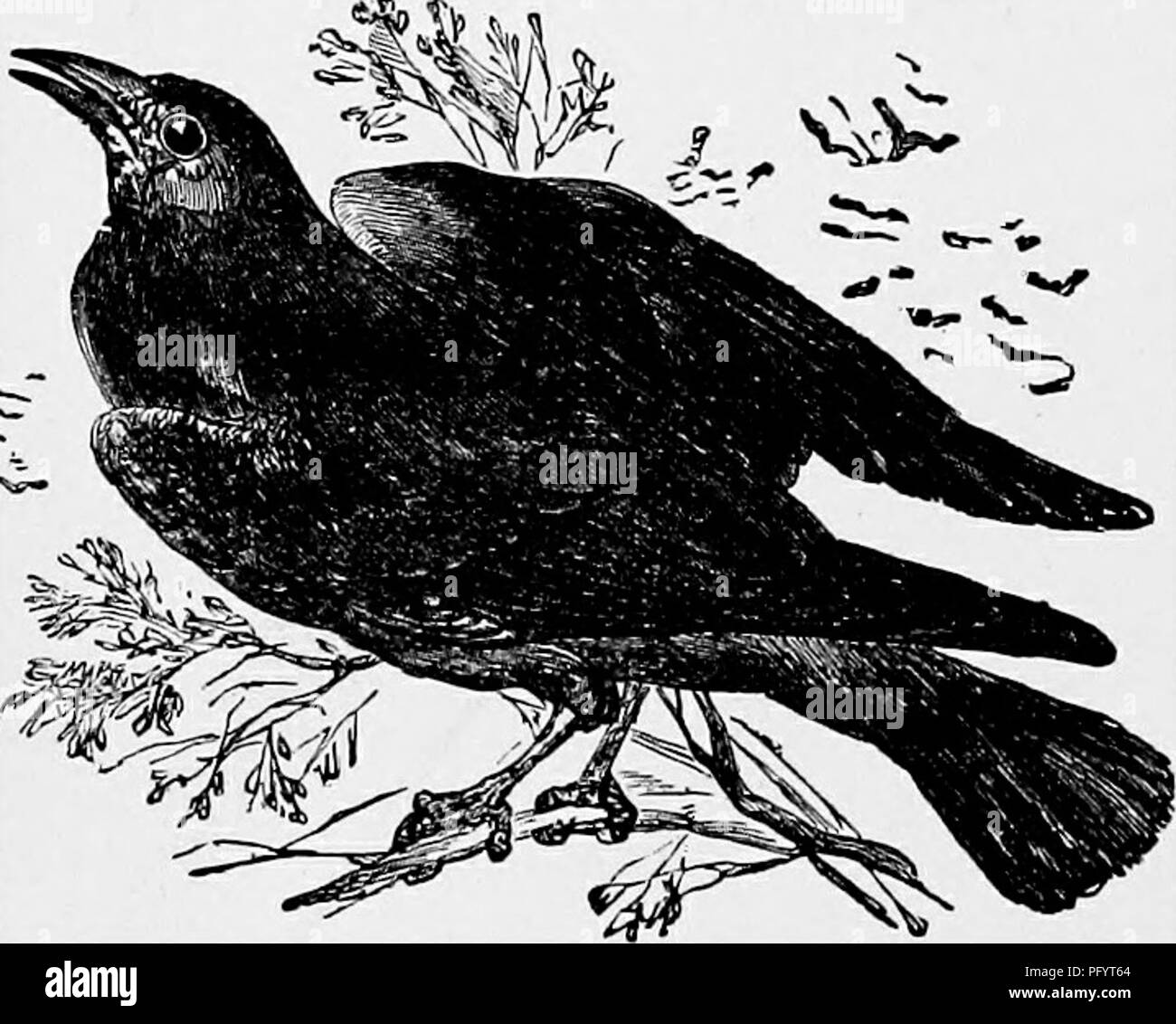 Eats frogs and lizards hi-res stock photography and images - Alamy