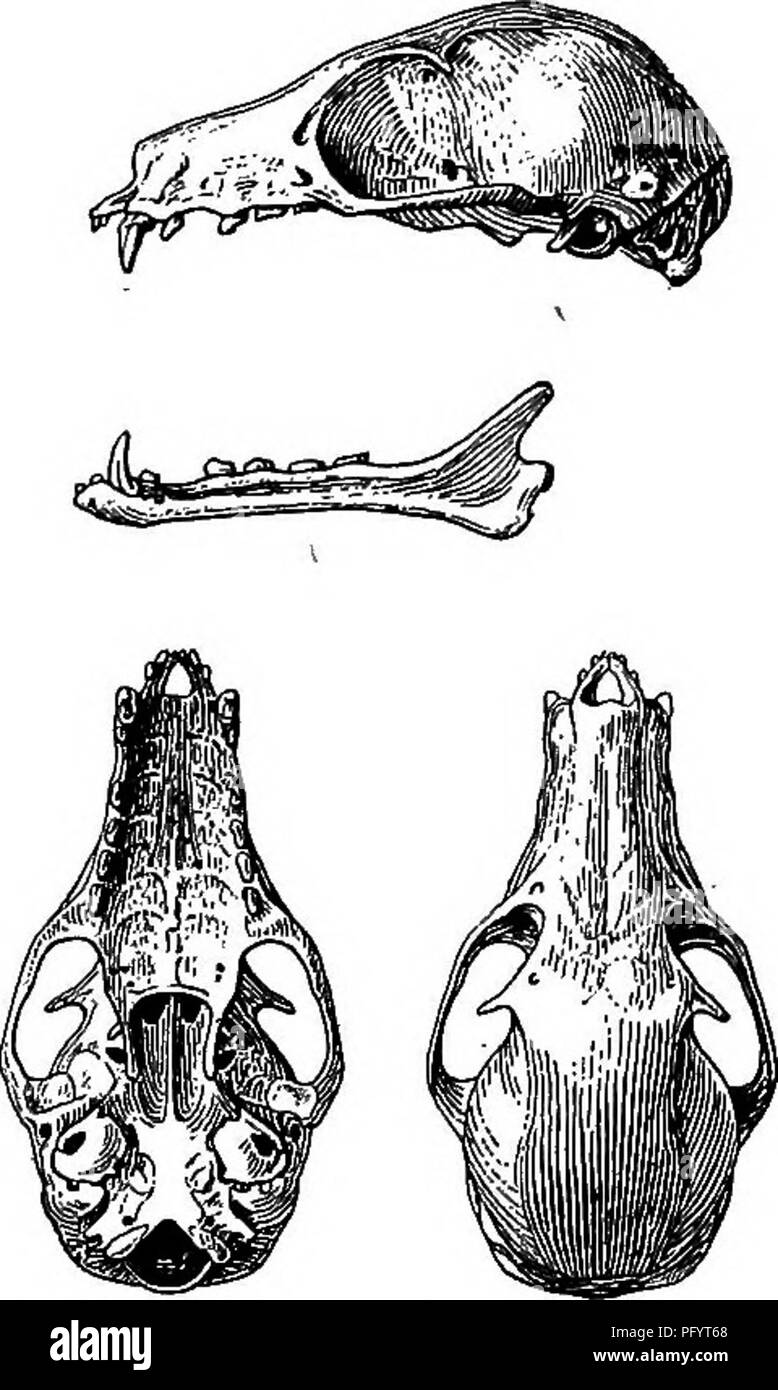Bats dentition Cut Out Stock Images & Pictures - Alamy