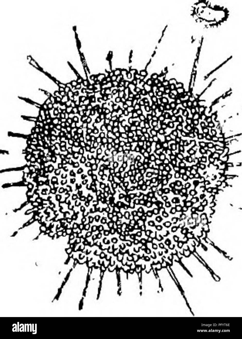 This entry on ciliate protozoa describes several species of freshwater ...