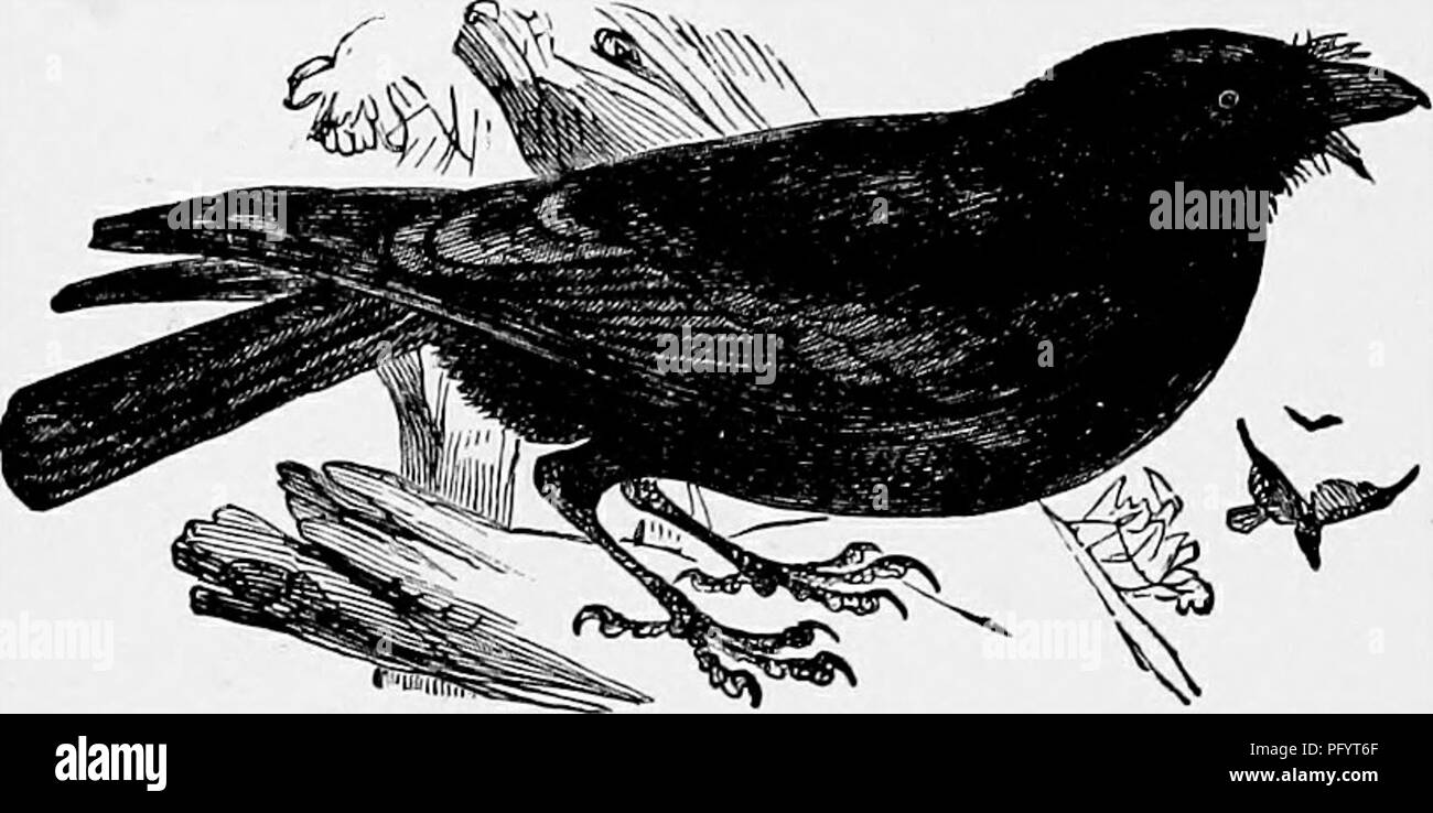 This work on natural history includes various zoological studies, with ...