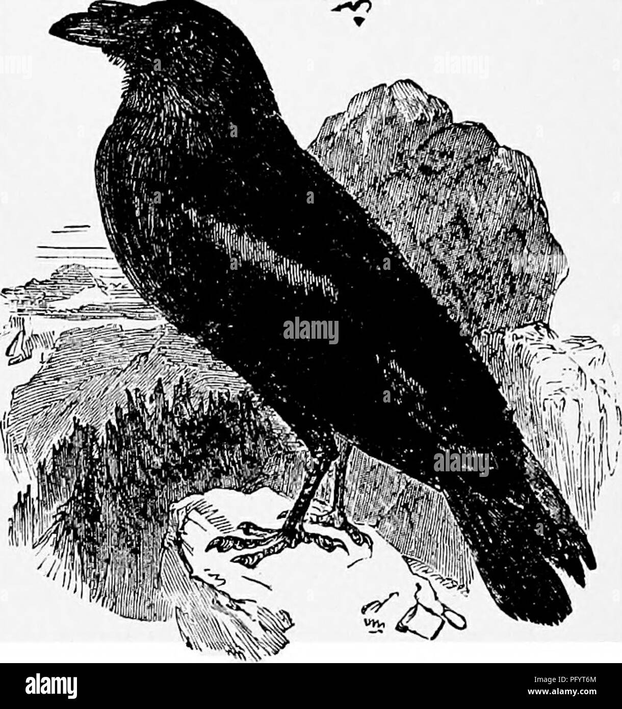 Eat carrion and worms hi-res stock photography and images - Alamy