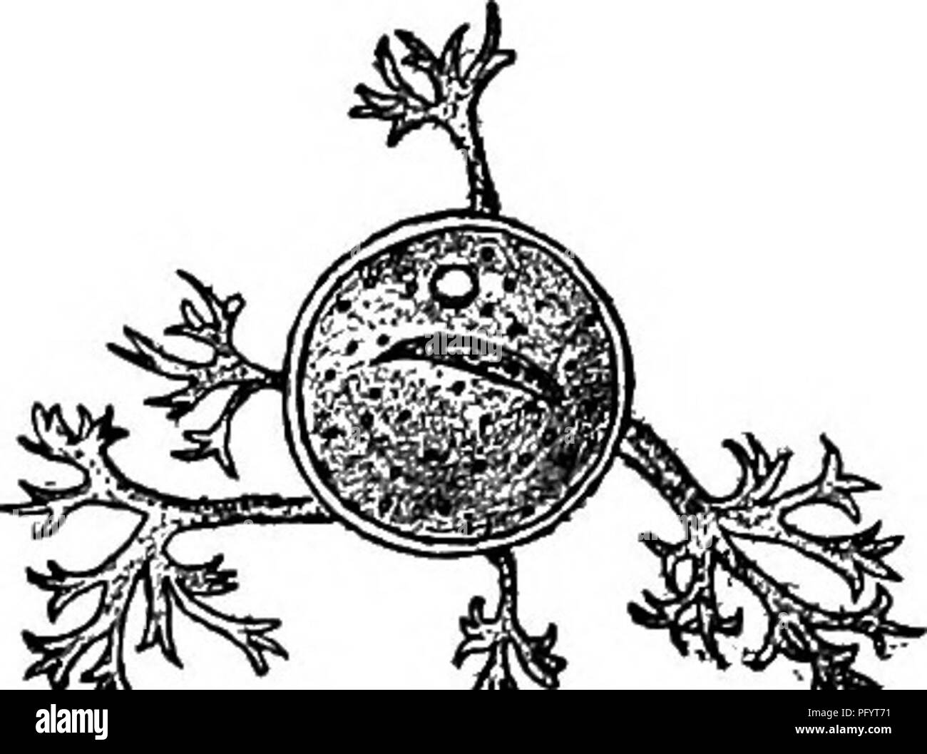 Discoidal hi-res stock photography and images - Alamy