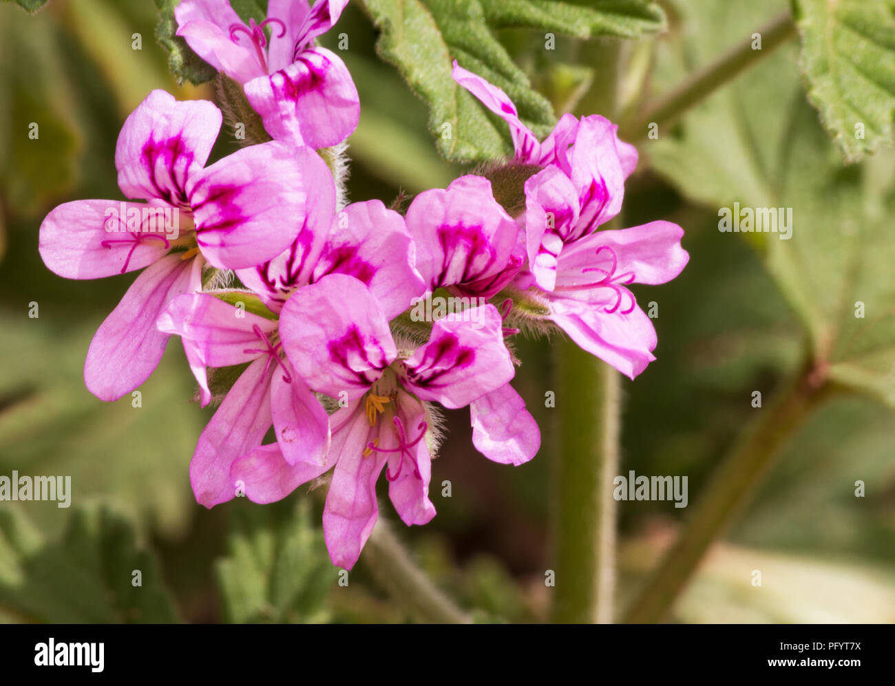 Scented geranium hi-res stock photography and images - Alamy