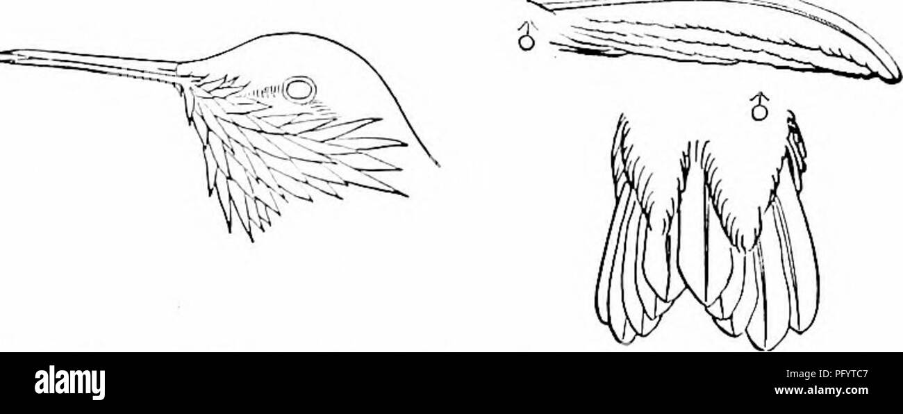 American parallel Cut Out Stock Images & Pictures - Alamy