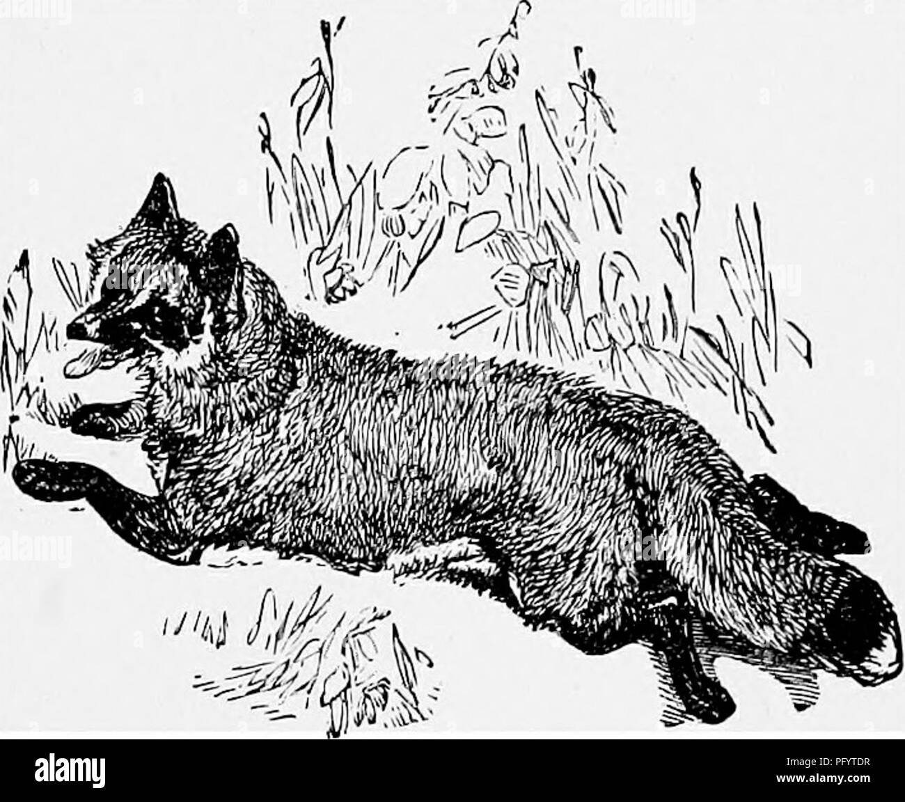 . The popular natural history . Zoology. THE FOX. 71 ACCORDIKG to some ...