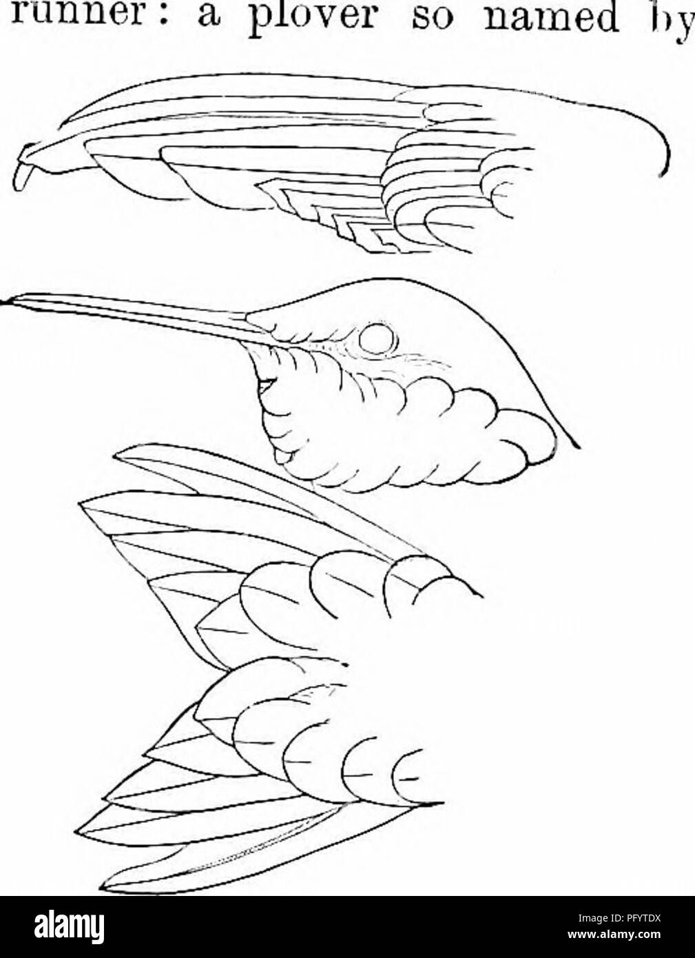 A comprehensive guide to North American bird species, including both ...