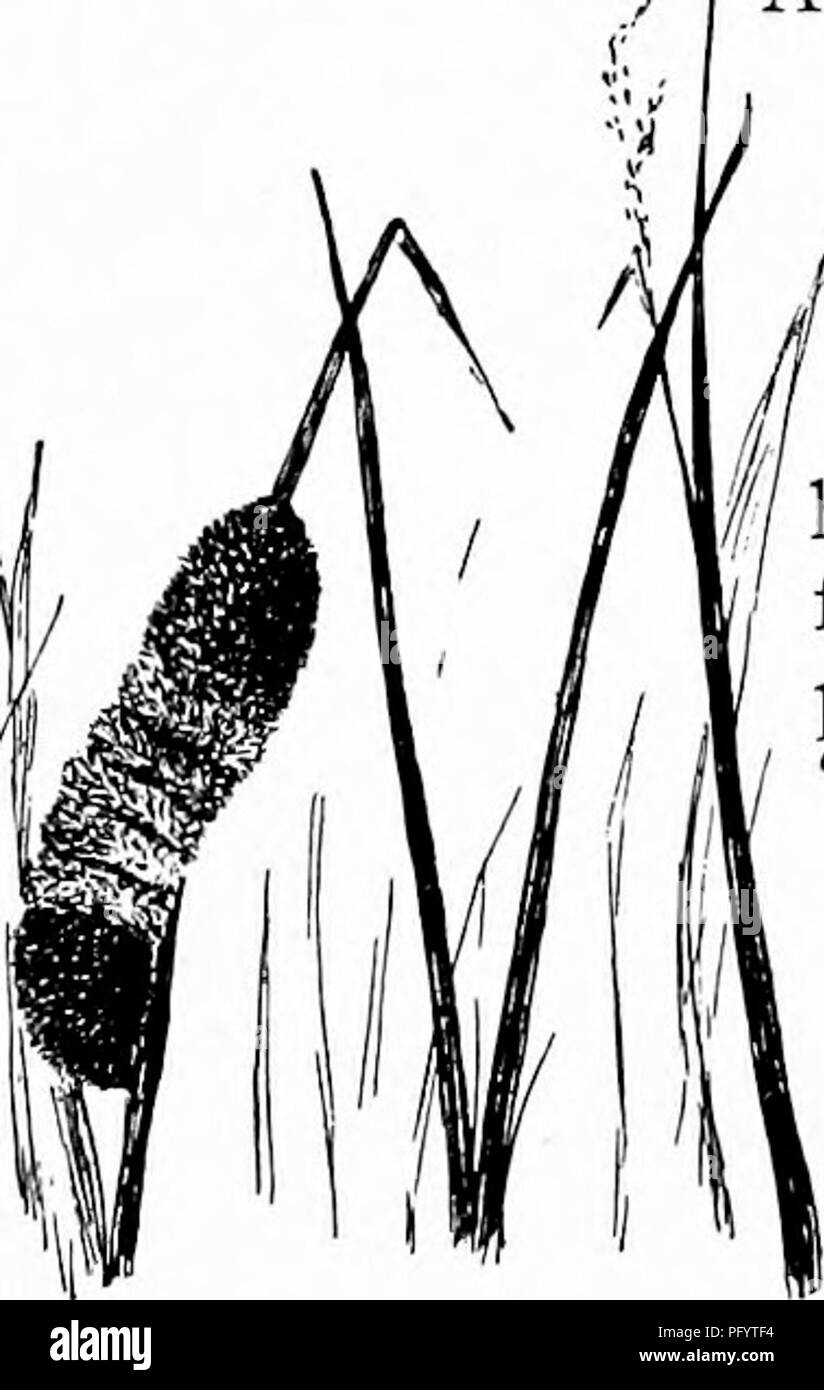 Isabella tiger moth caterpillar Black and White Stock Photos & Images ...