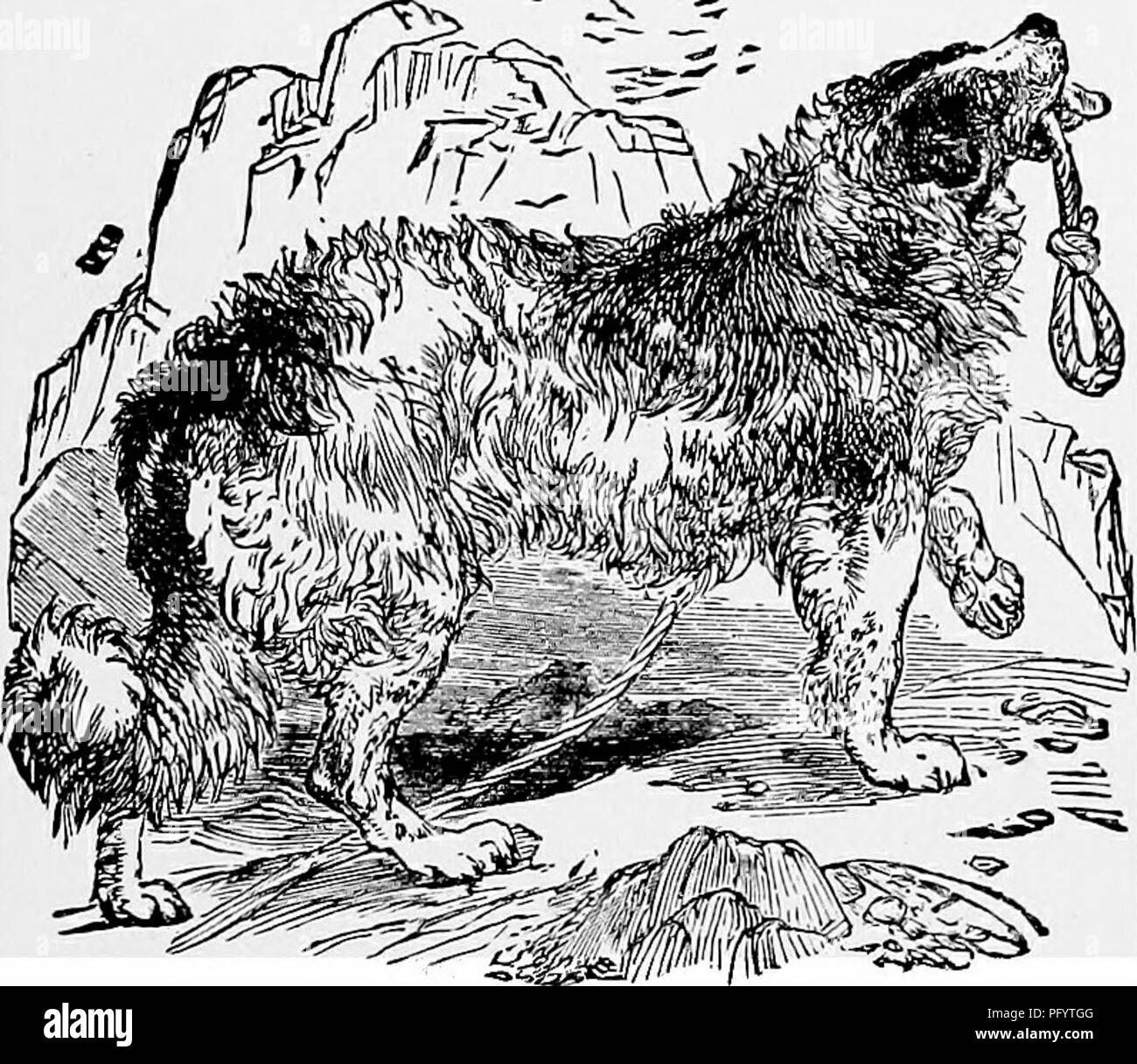 Canisfamiliaris hi-res stock photography and images - Alamy