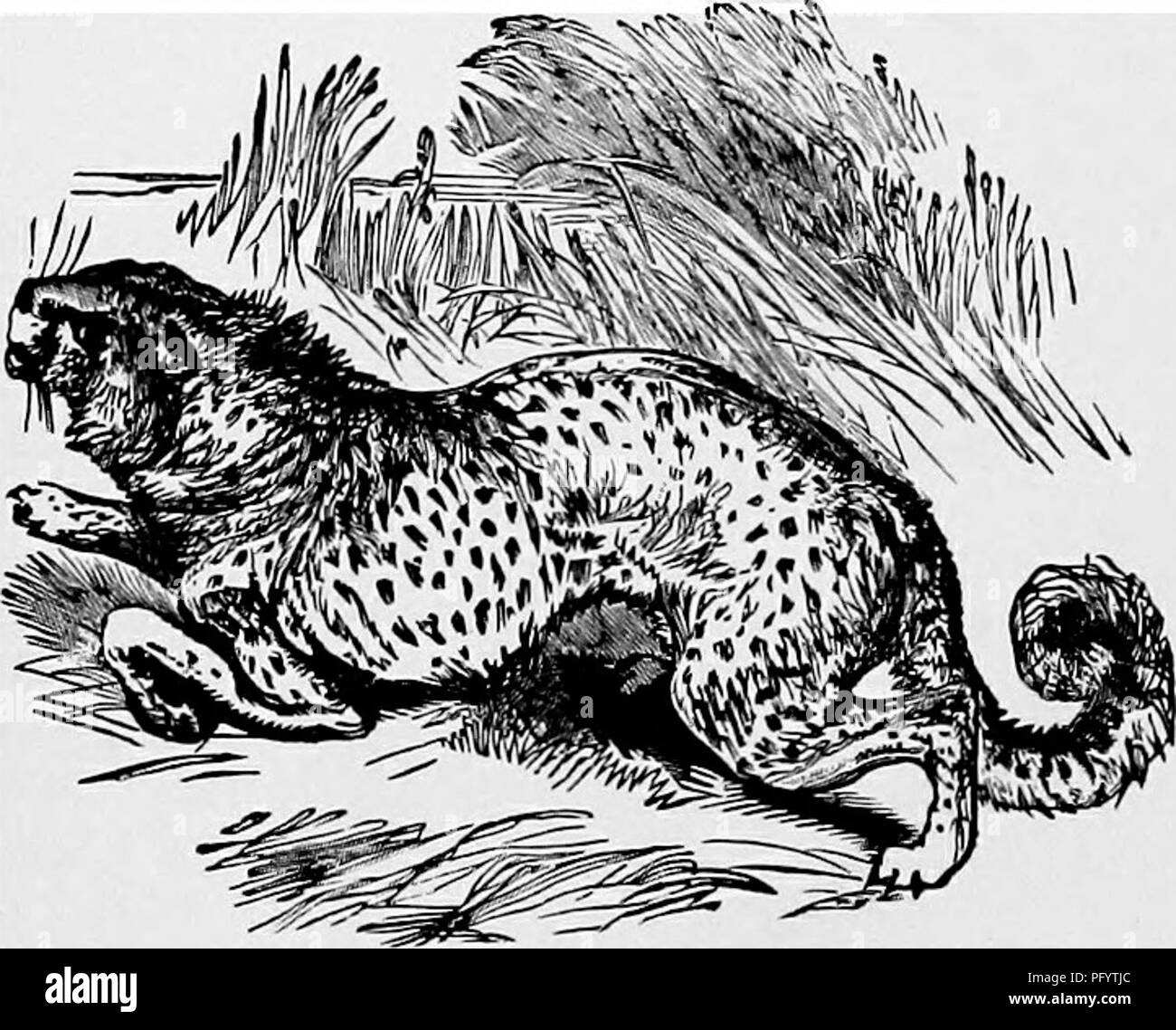This section of The Popular Natural History discusses the cheetah ...