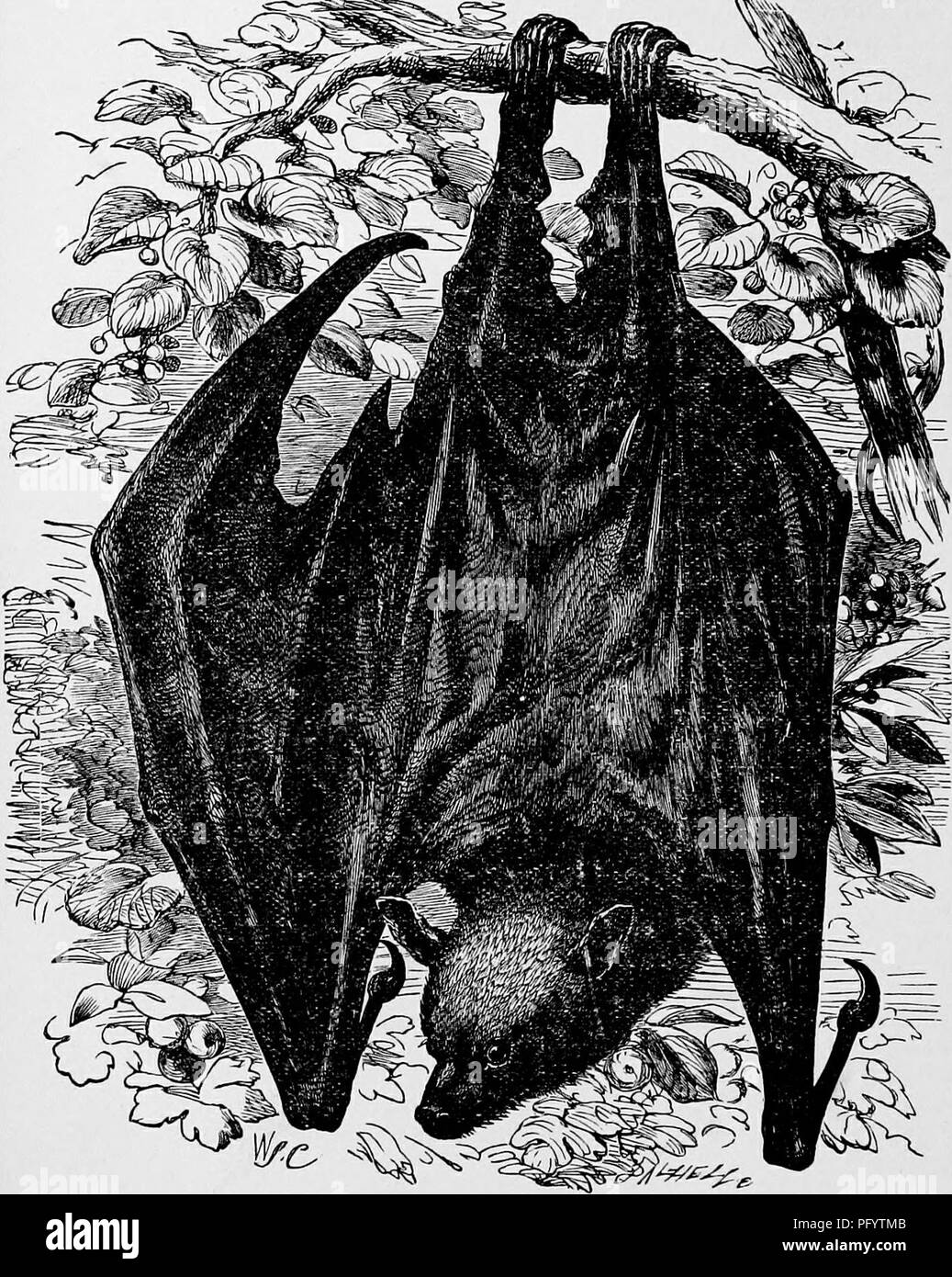 Tragus ear hi-res stock photography and images - Alamy