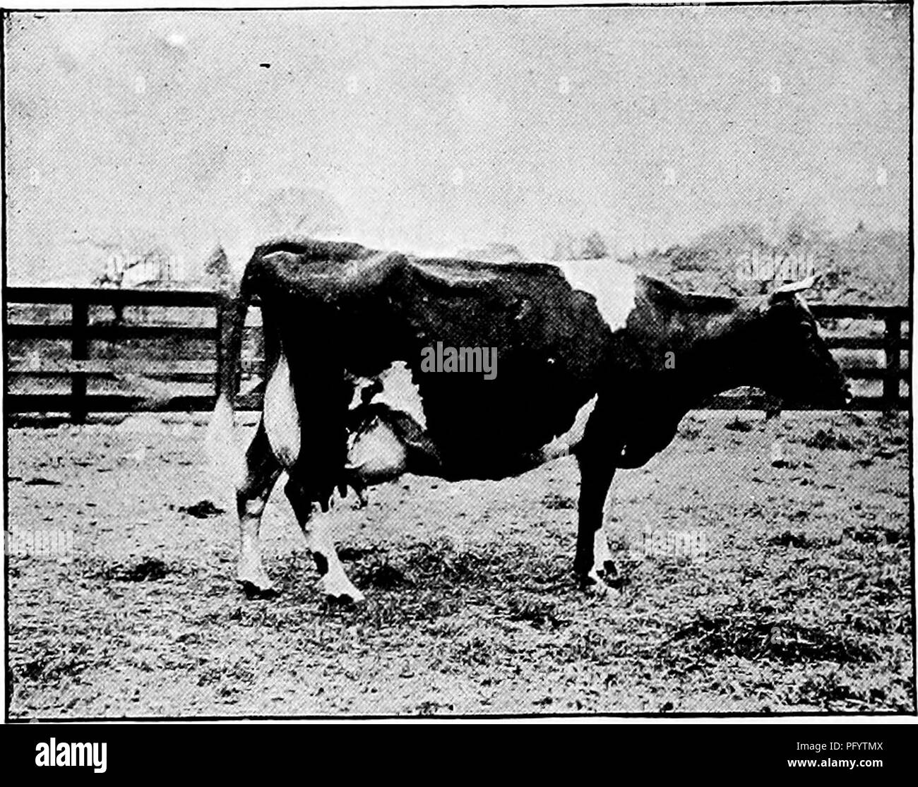 Black Udders Telegraph