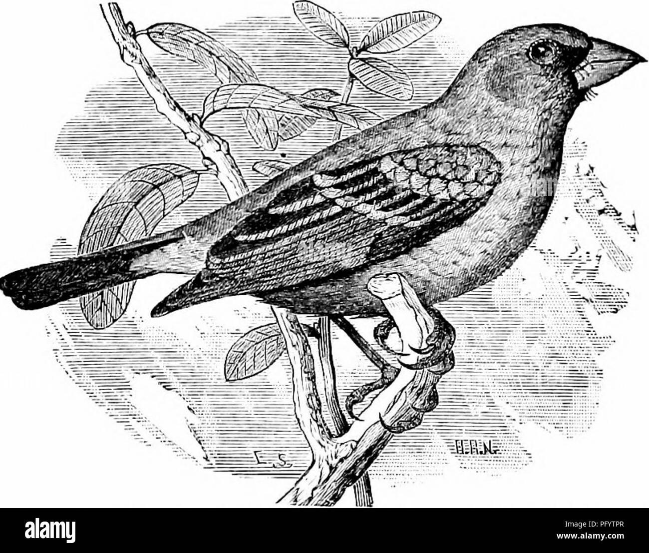 . Key to North American birds. Containing a concise account of every ...