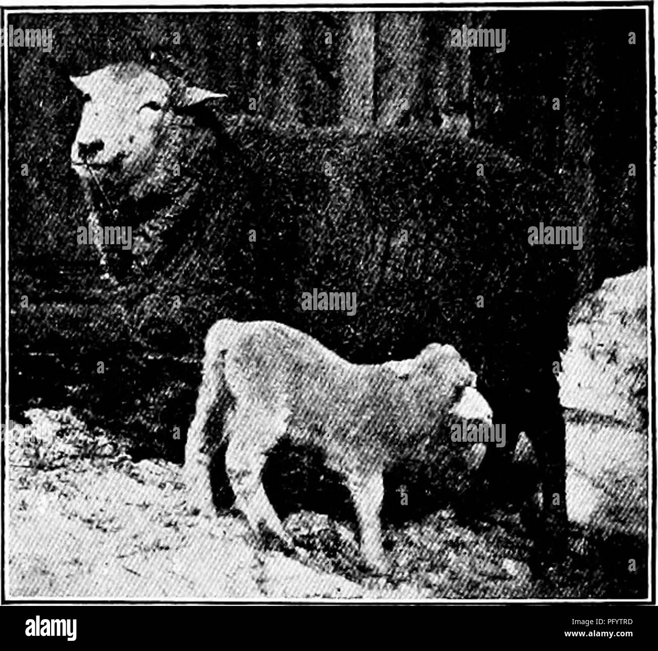 Enemy of snake hi-res stock photography and images - Alamy