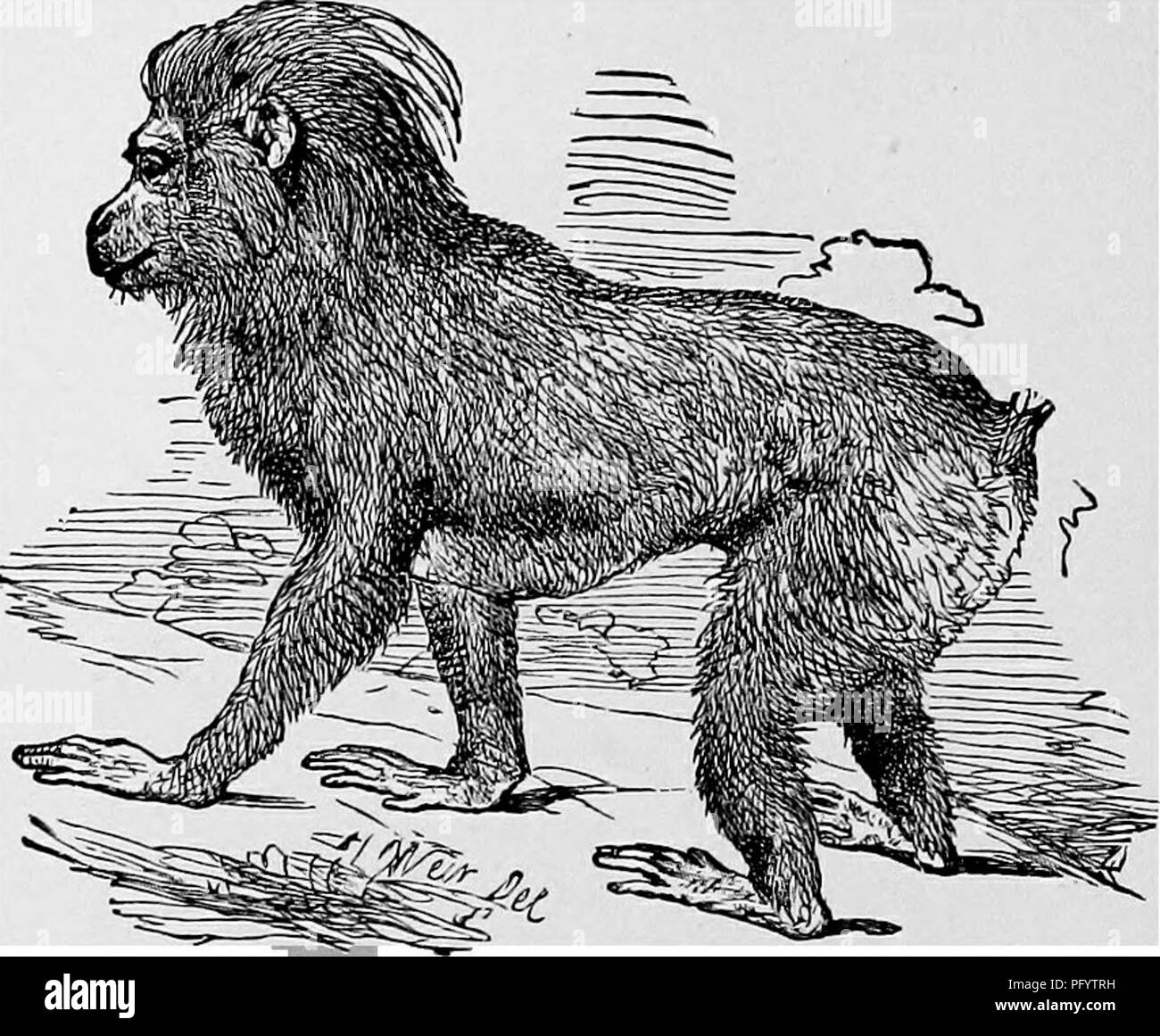 Dog headed baboon hi-res stock photography and images - Alamy