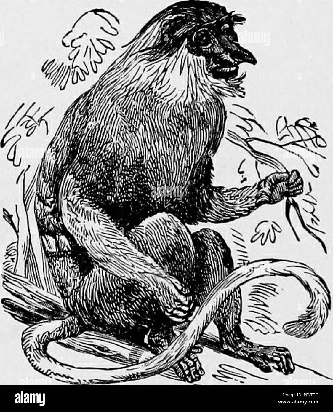 The Black-crested Monkey, or Entellus, is known for its distinctive ...