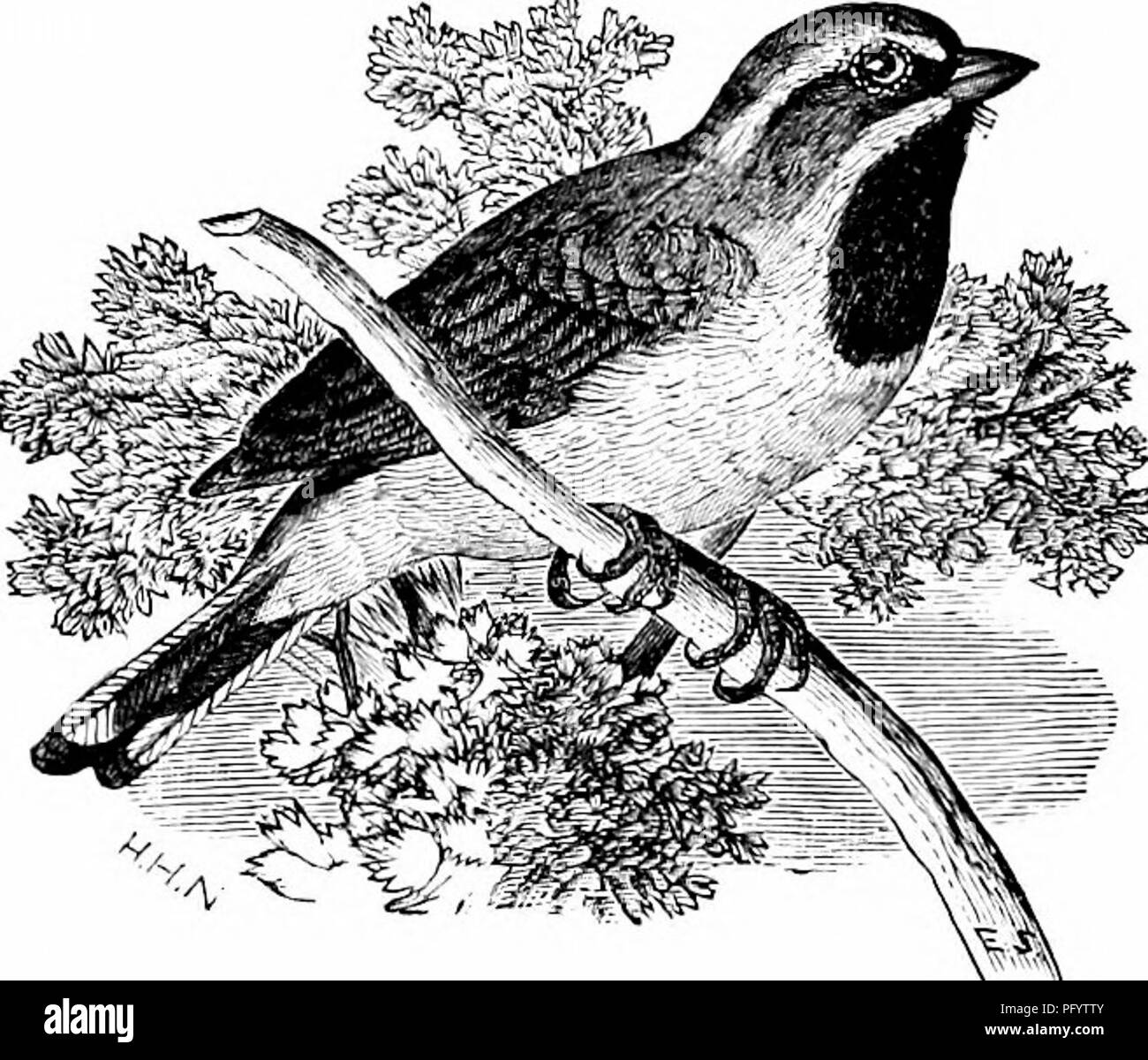 A guide to North American birds, presenting detailed accounts of all ...