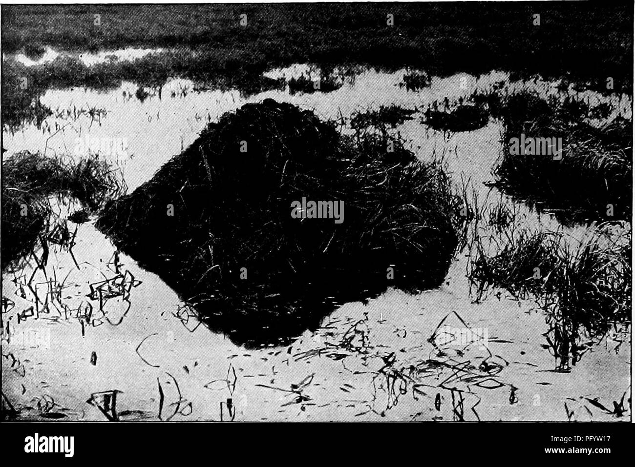 The image shows a winter lodge of muskrats in their natural habitat, as ...