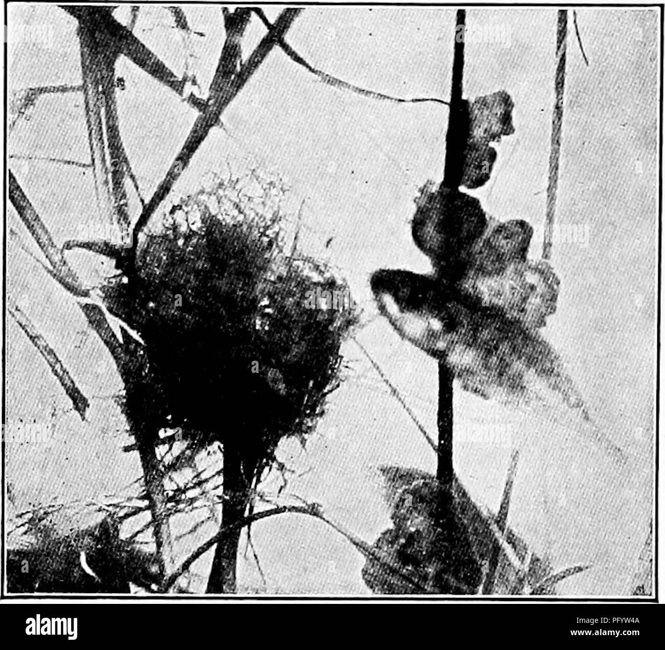 This handbook provides educational guidelines for teaching nature study ...