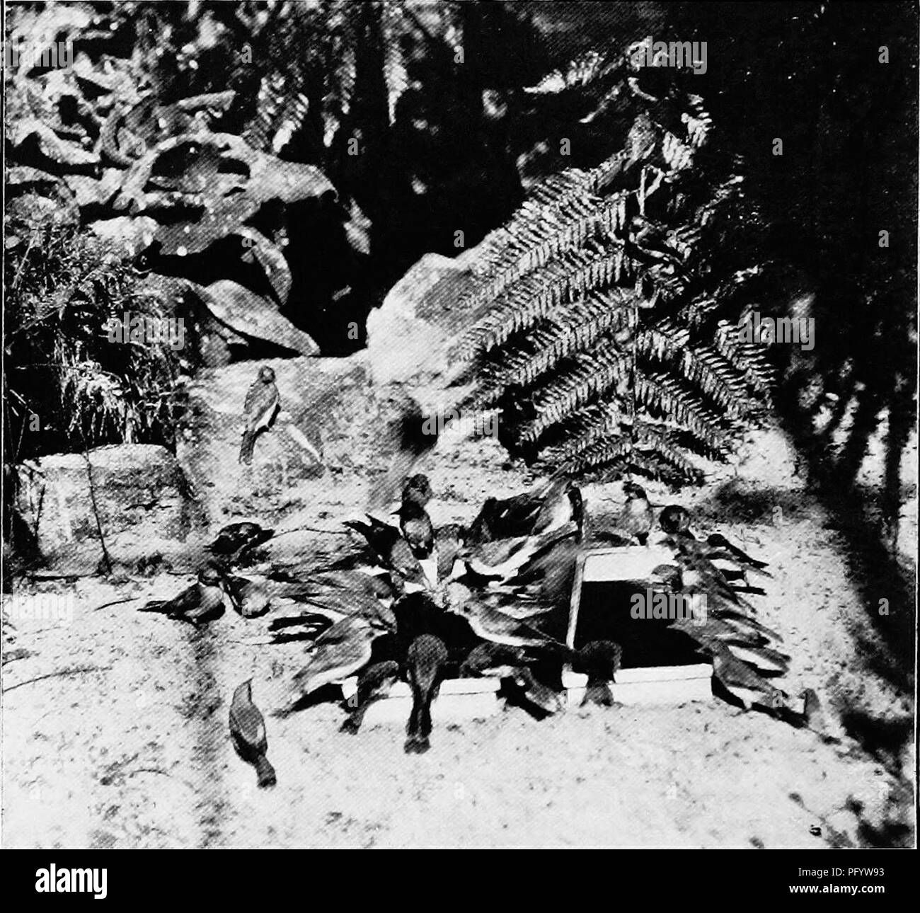 Melbourne zoo aviary Black and White Stock Photos & Images - Alamy