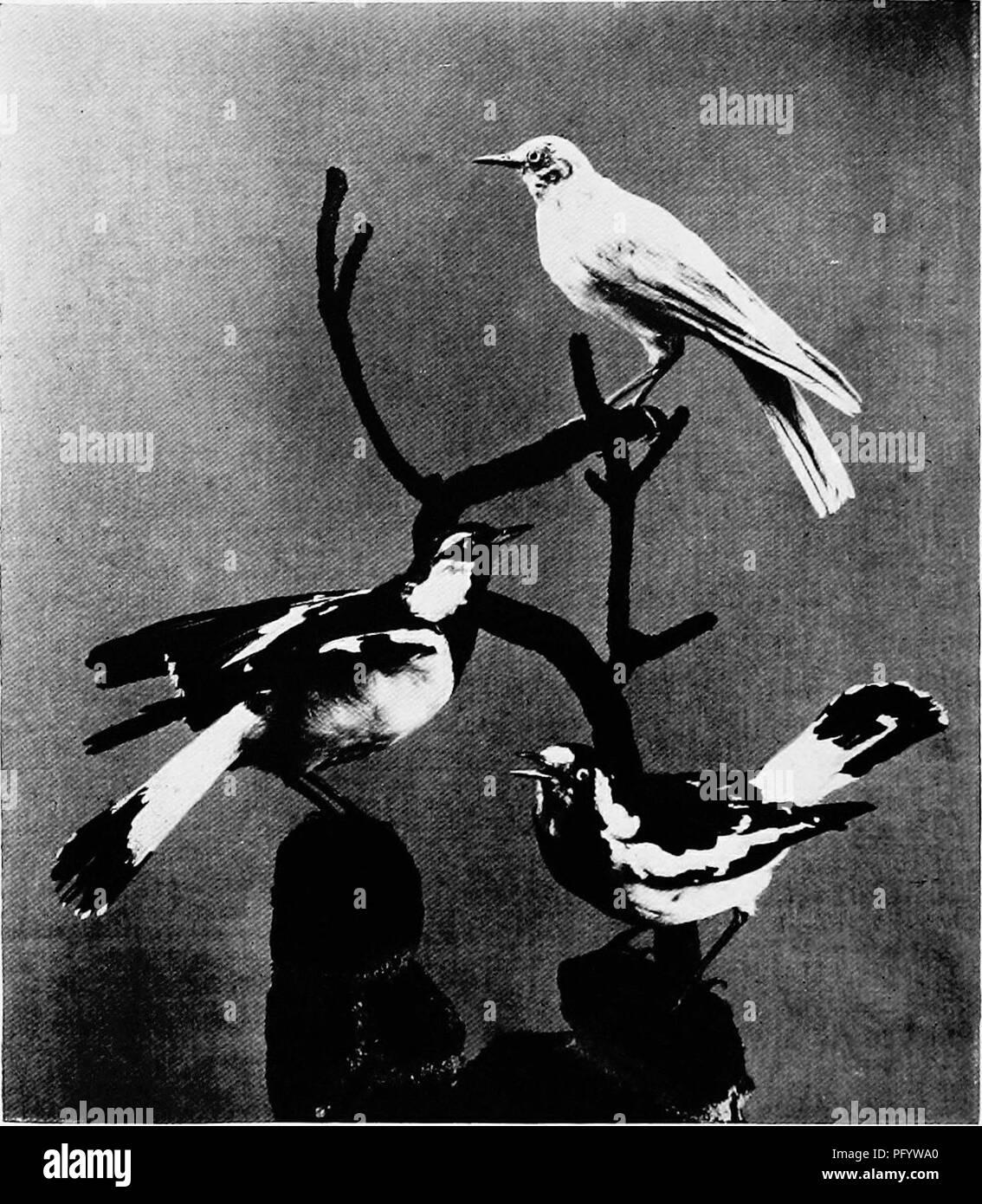 This image depicts the Magpie Lark (Grallina picata), commonly known as ...