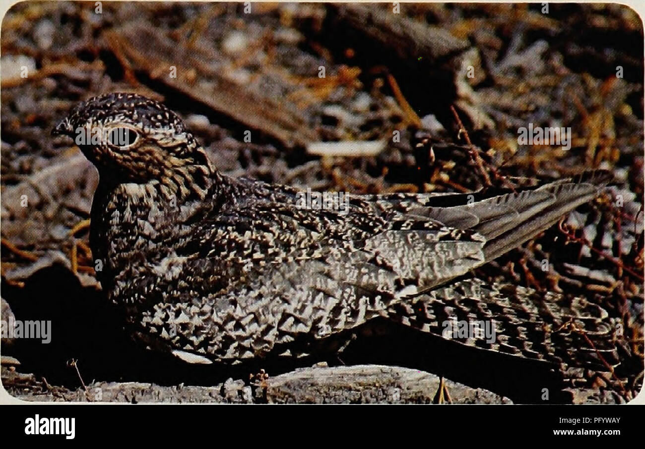 Calliope hummingbird grand teton hi-res stock photography and images ...
