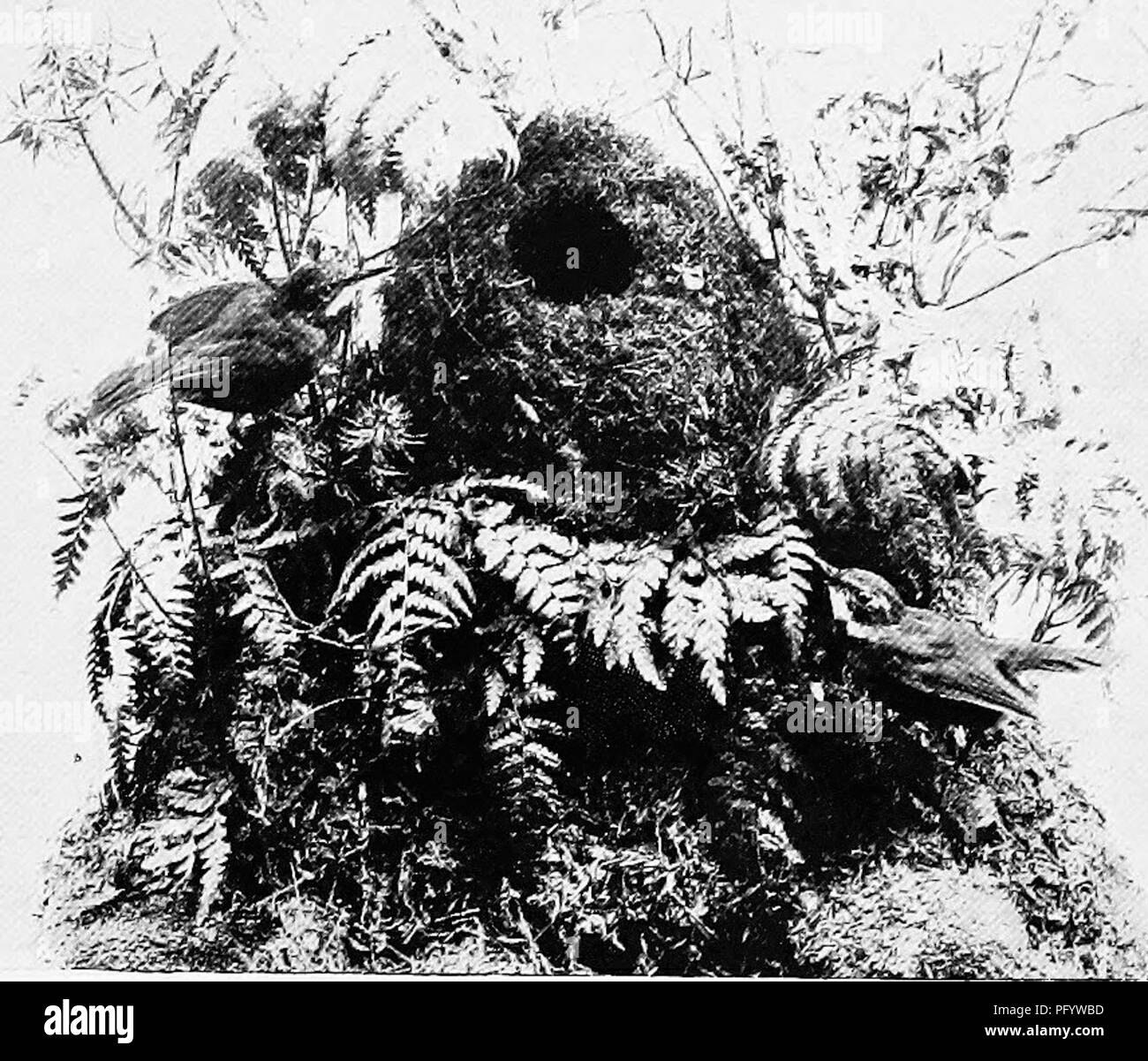 Scrub wren hi-res stock photography and images - Alamy