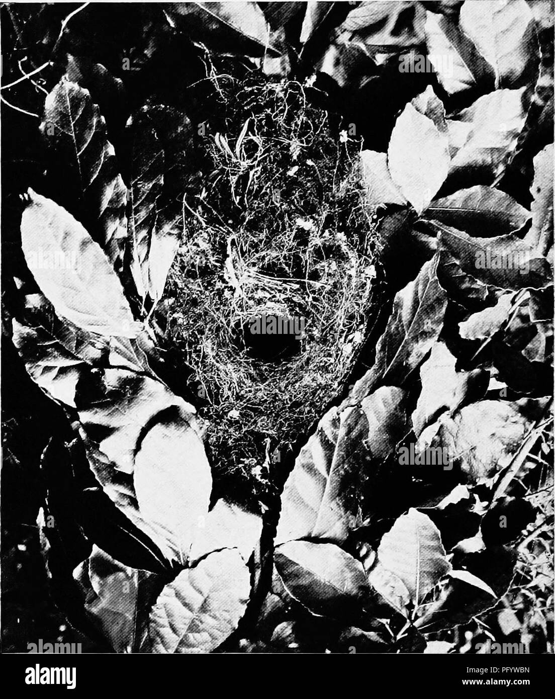 *The Birds of Australia* provides detailed descriptions of various bird ...