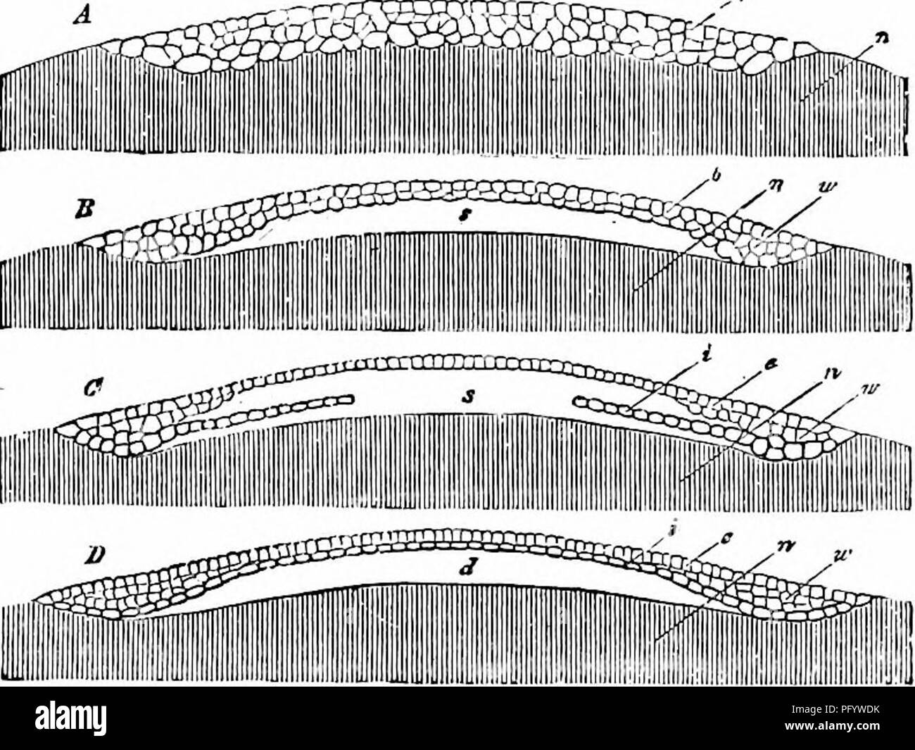 First fossil cell hi-res stock photography and images - Alamy