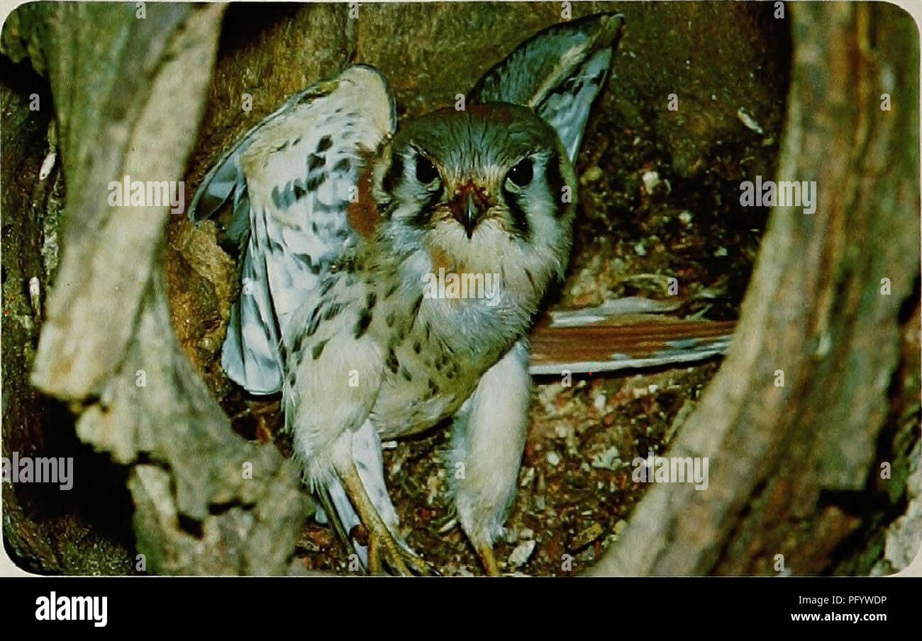Peregrine falcon stoop hi-res stock photography and images - Alamy