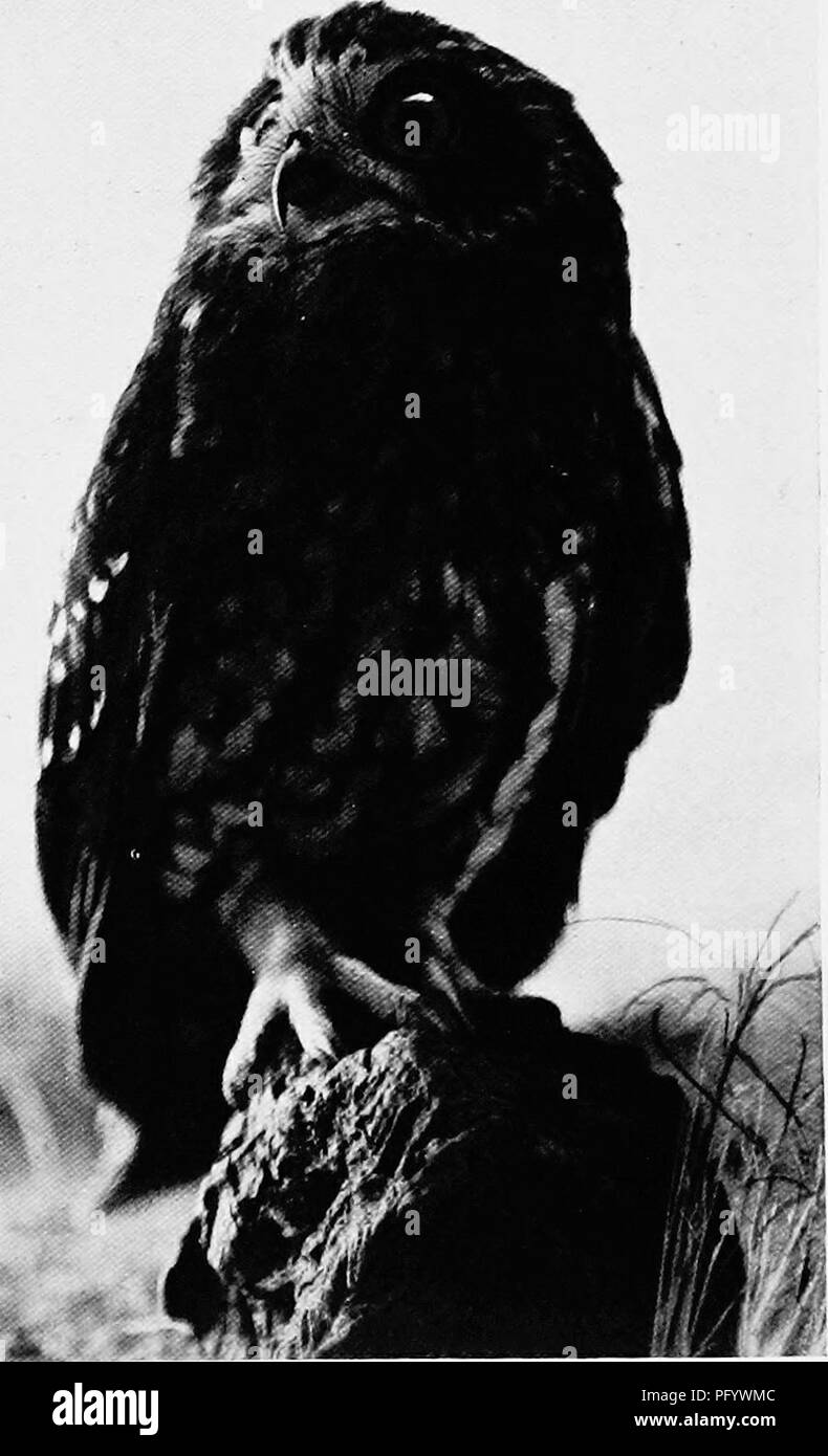 Australian native owl Black and White Stock Photos & Images - Alamy