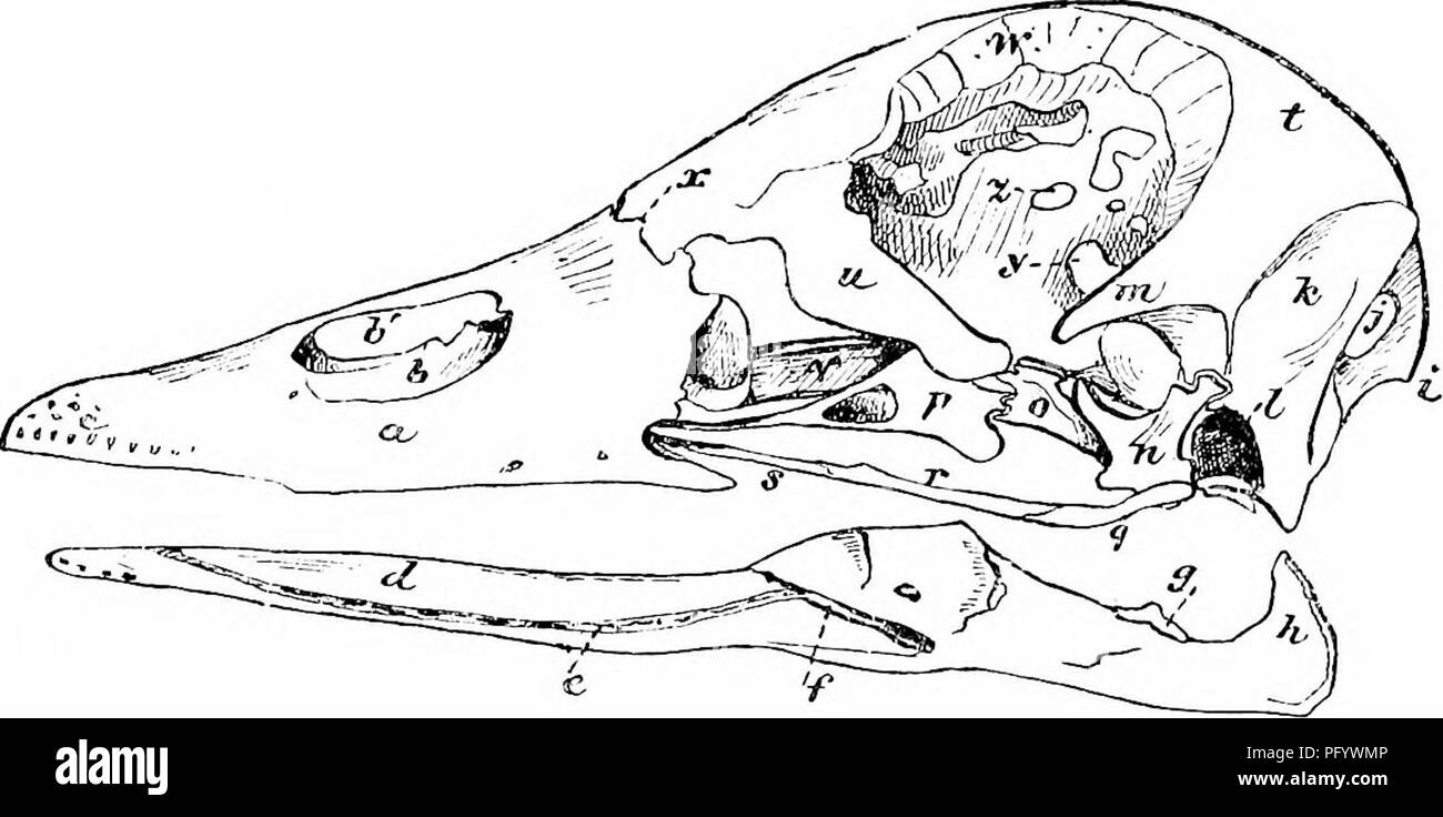 Bird brain anatomy hi-res stock photography and images - Alamy