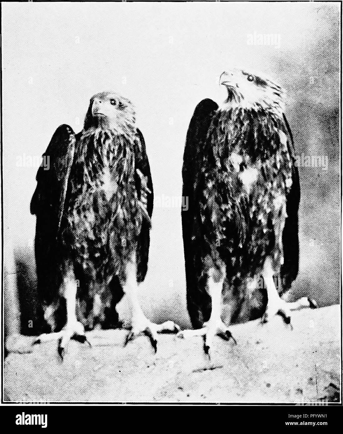 Birds of the coburg peninsula hi-res stock photography and images - Alamy