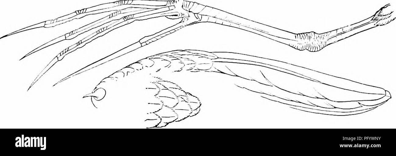 Carinate bird hi-res stock photography and images - Alamy