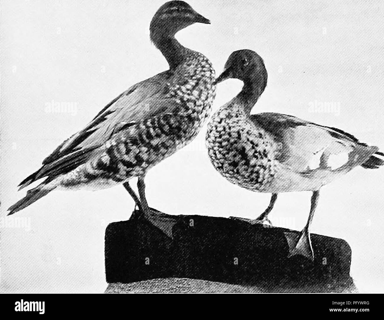 . The birds of Australia. Birds. THE CAPE BAKKEKT GOOSE Siib-family ...