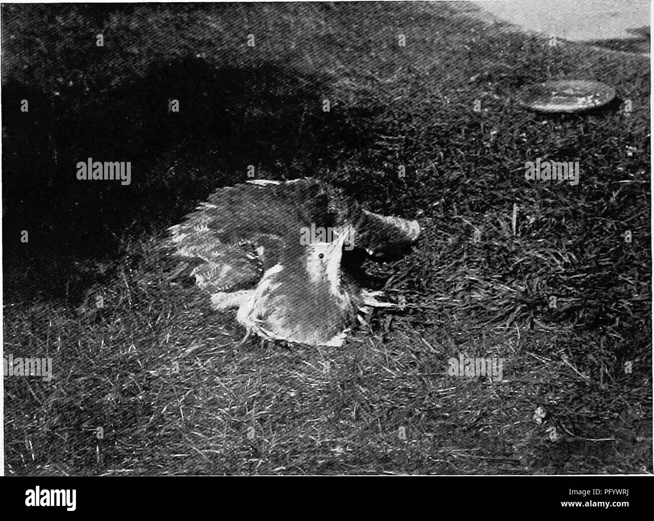 . The birds of Australia. Birds. 140 THE BIRDS OF AUSTRALIA Genus ...