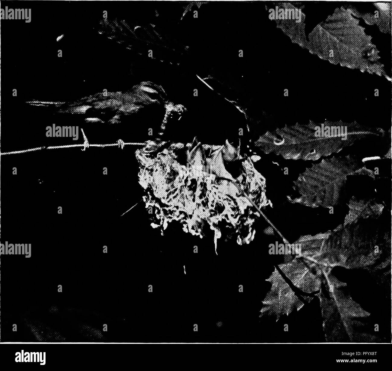 This photographic study captures the feeding behavior of wild birds in ...