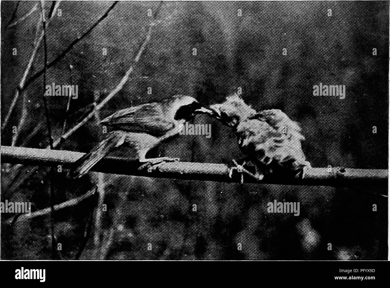 This photographic study captures wild birds in their natural habitats ...