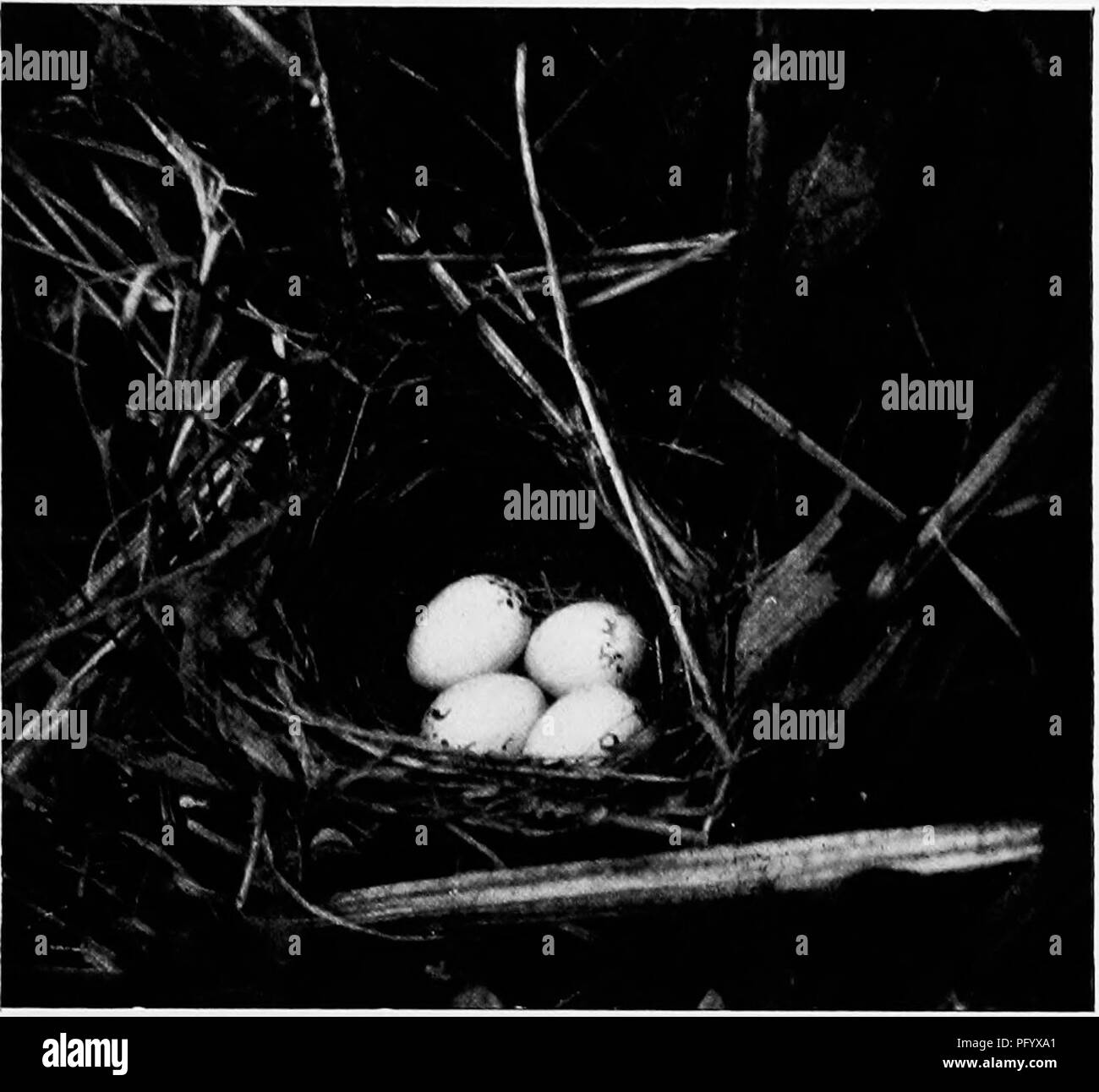 Cowbird eggs hi-res stock photography and images - Alamy