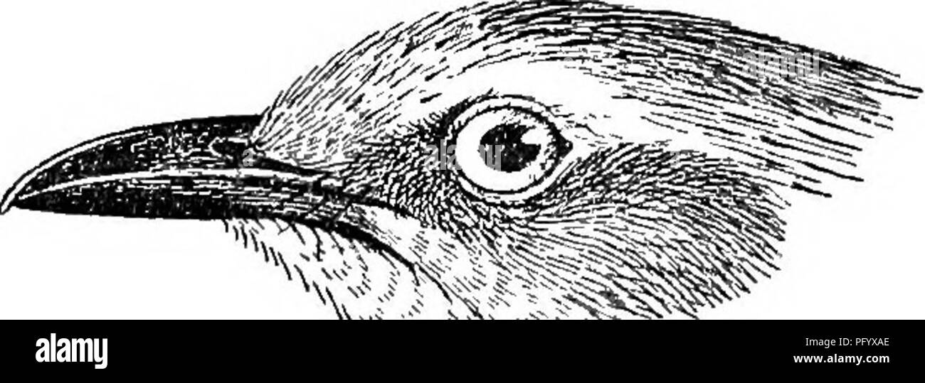 Mimid family hi-res stock photography and images - Alamy