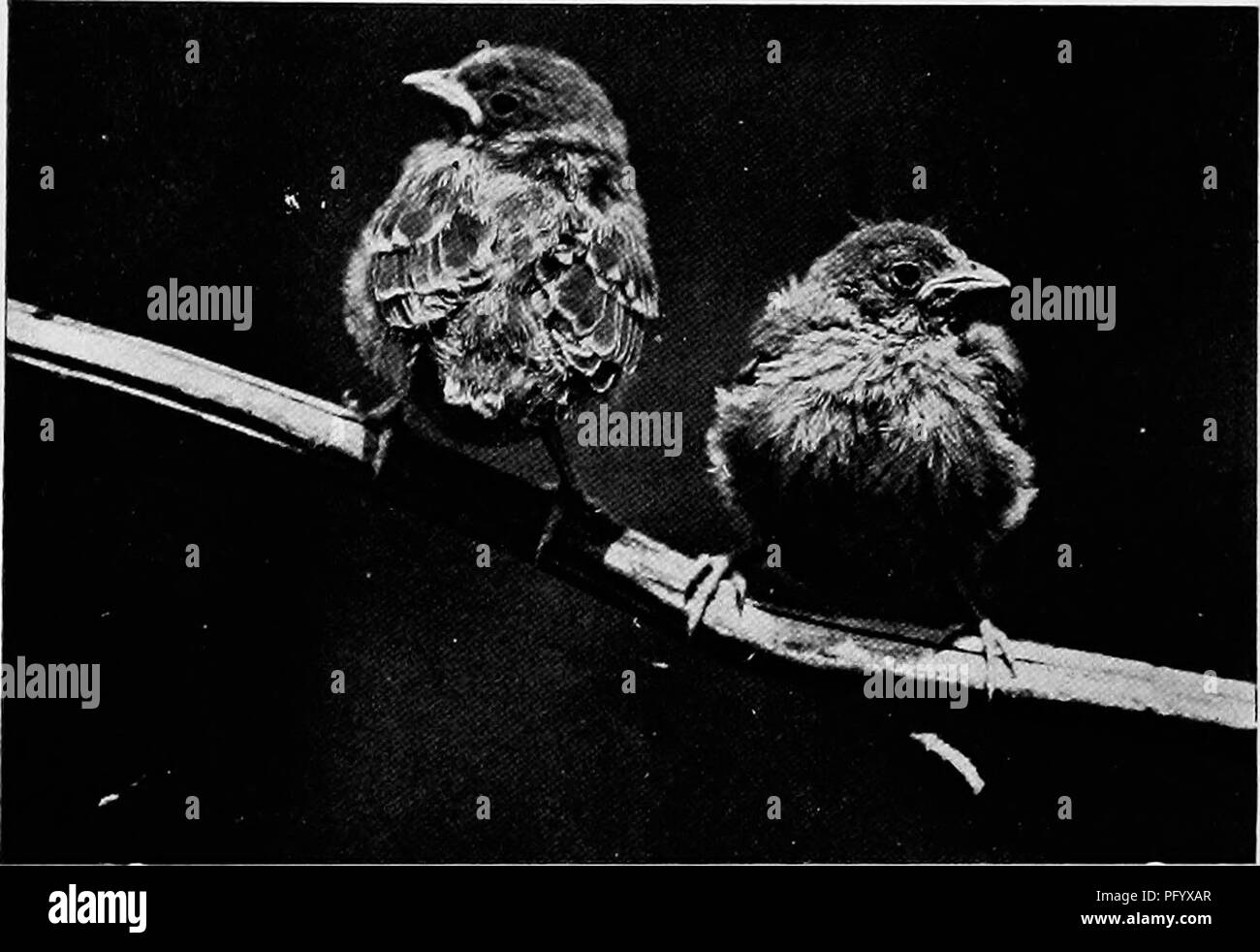 This photographic work captures the behavior and habitat of wild birds ...