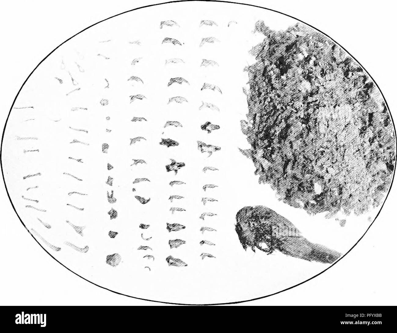 Dissected mice hi-res stock photography and images - Alamy