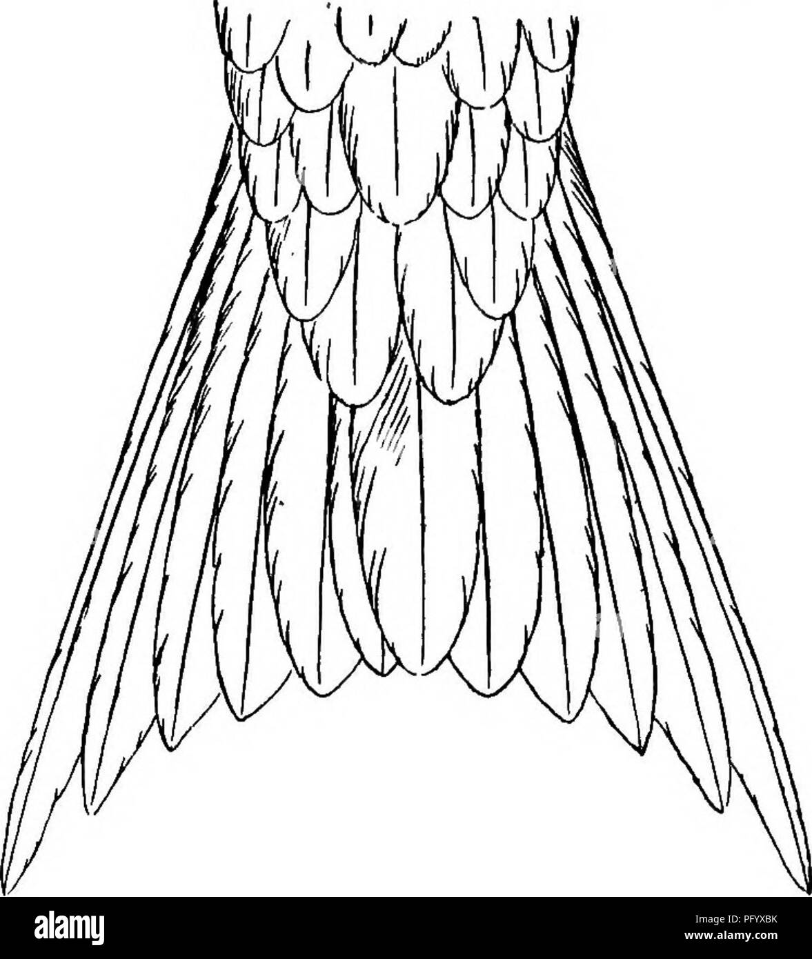 Strong curved claws hi-res stock photography and images - Alamy