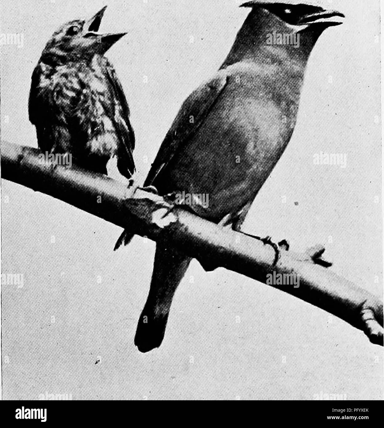 This collection features images of wild birds in their natural habitats ...