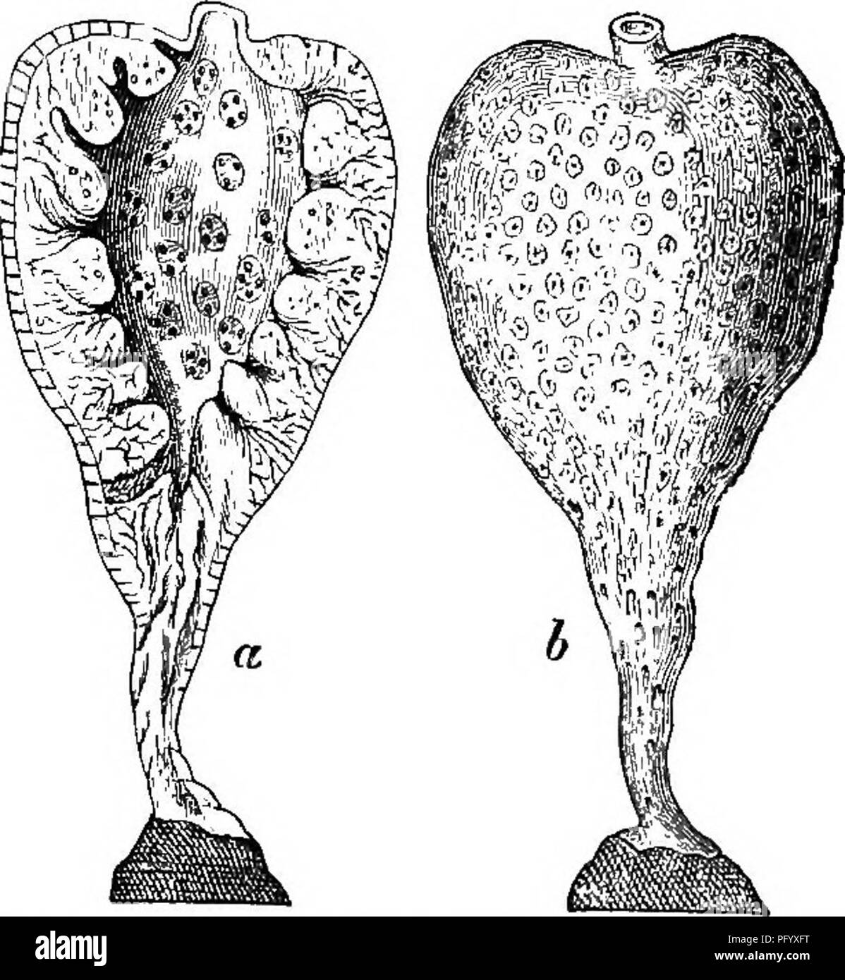 This text examines the relationship between animals and their ...