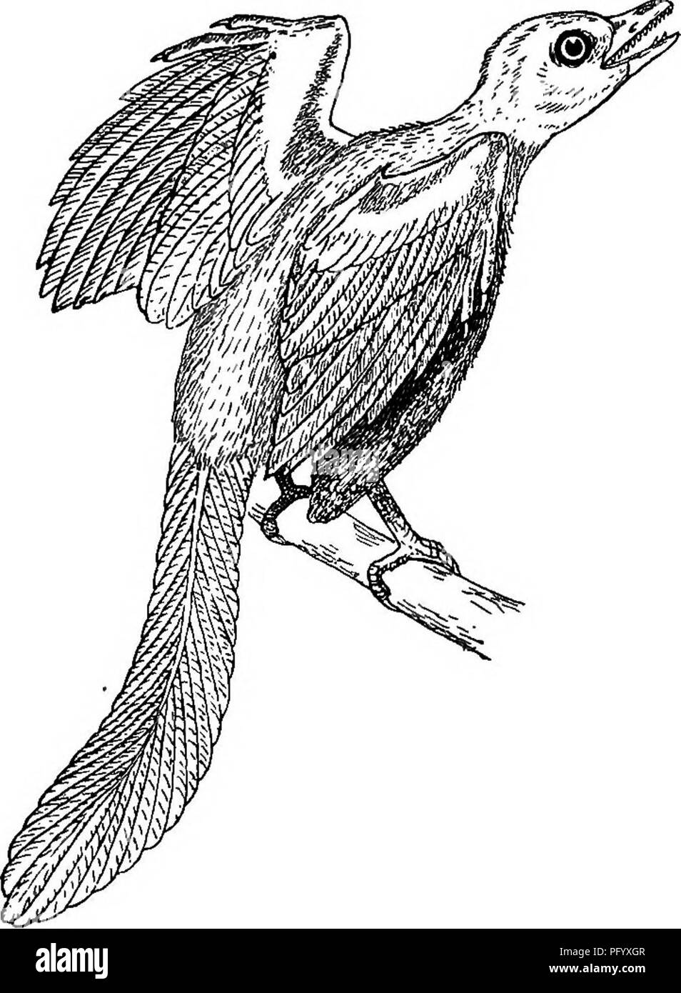 Four footed animals Black and White Stock Photos & Images - Alamy