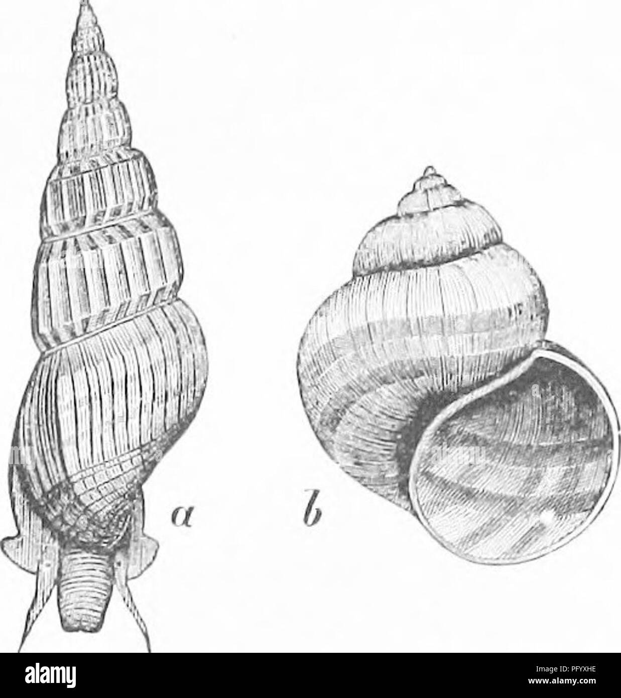 This illustration examines animal life through the lens of ecology ...