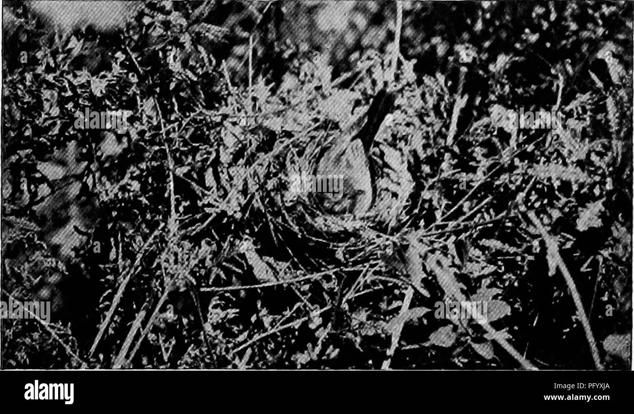Camouflaged bird nest Black and White Stock Photos & Images - Alamy