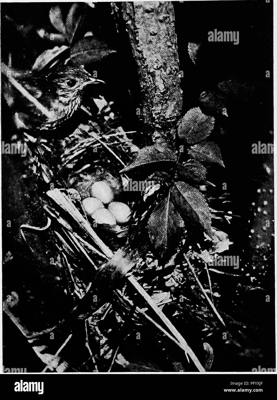 This photographic work by Chester A. Reed captures the Veery, a type of ...